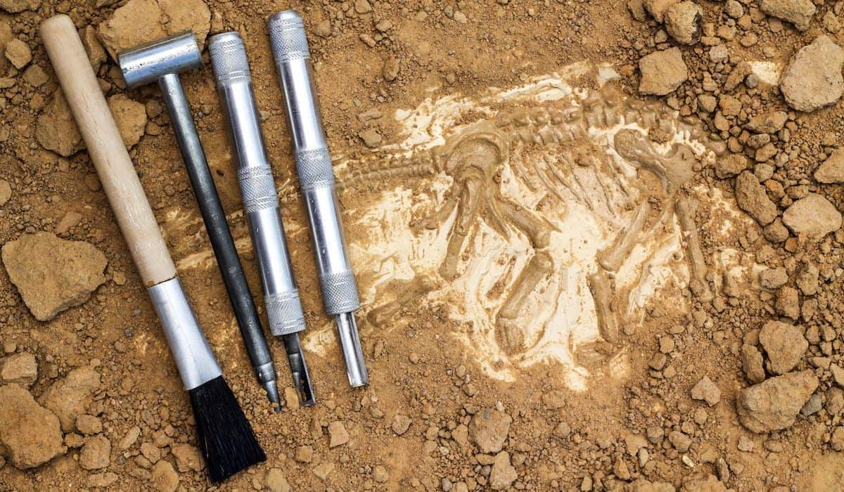 Complete Guide To Fossil Hunting As A Hobby - Hobby Knowhow
