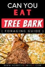 Can You Eat Tree Bark? - Hobby Knowhow