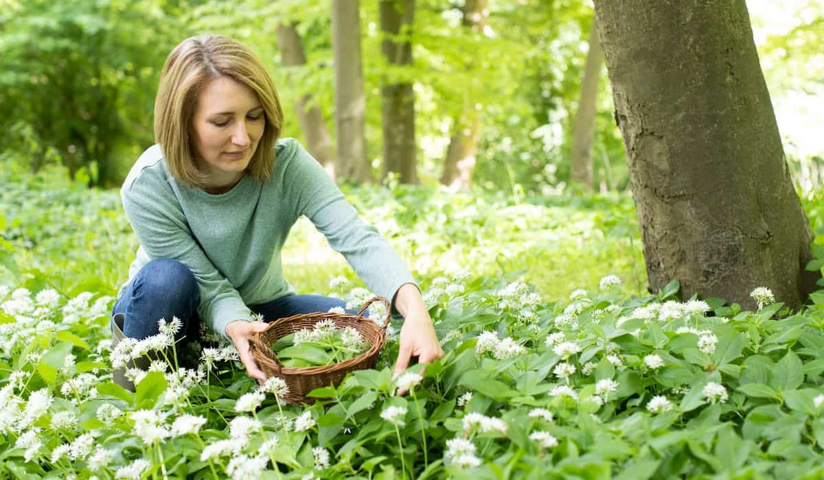What Is Foraging (Quick Beginner’s Snapshot Of Foraging) - Hobby Knowhow