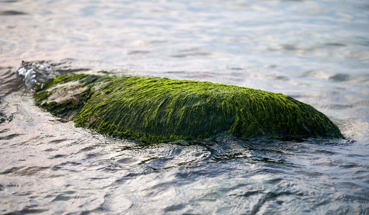 Coastal Foraging In Florida - Hobby Knowhow