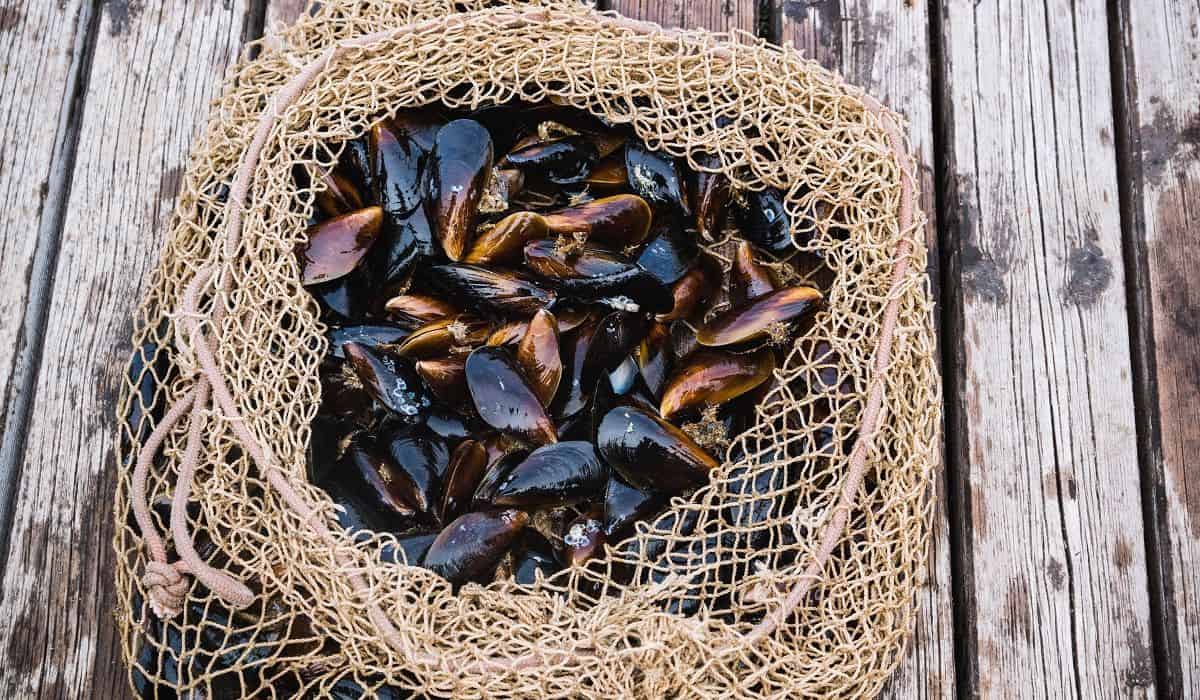 Coastal Foraging – San Francisco Bay Area - Hobby Knowhow