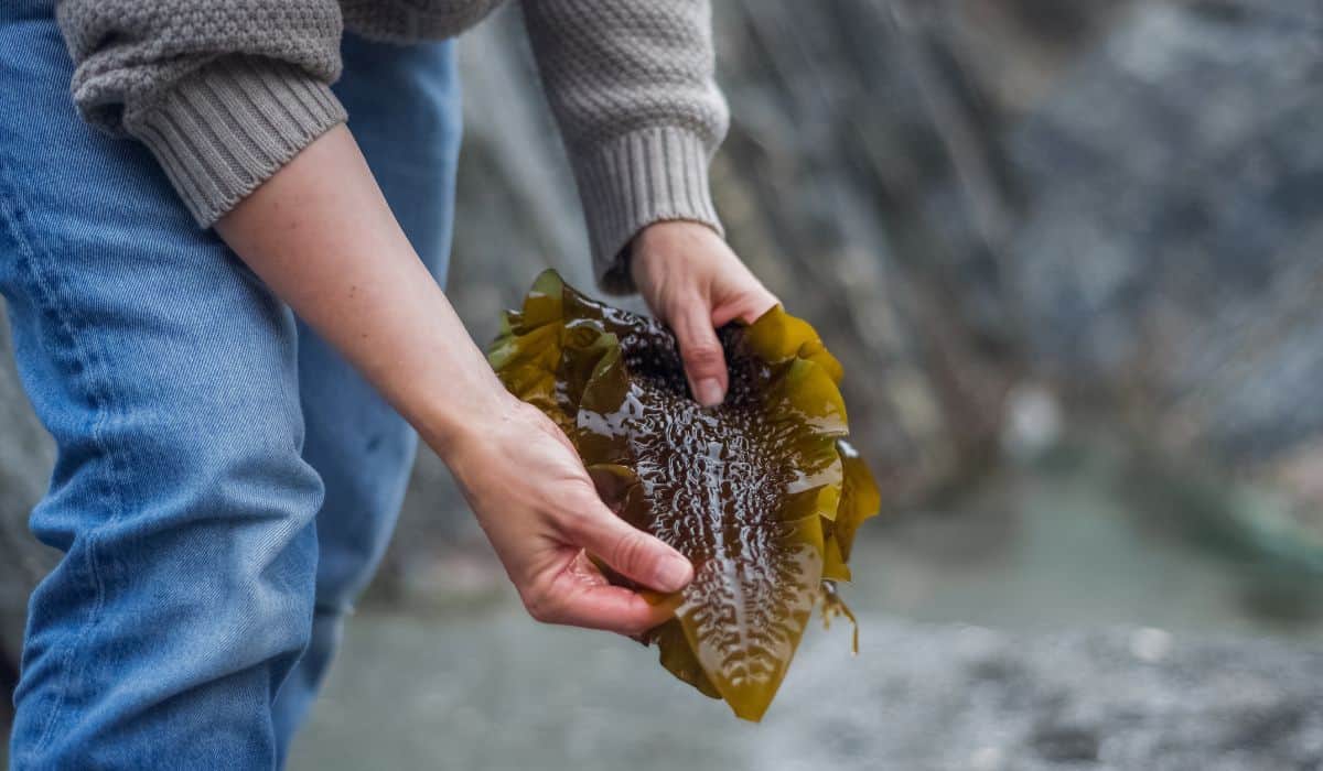 Coastal Foraging – San Francisco Bay Area - Hobby Knowhow