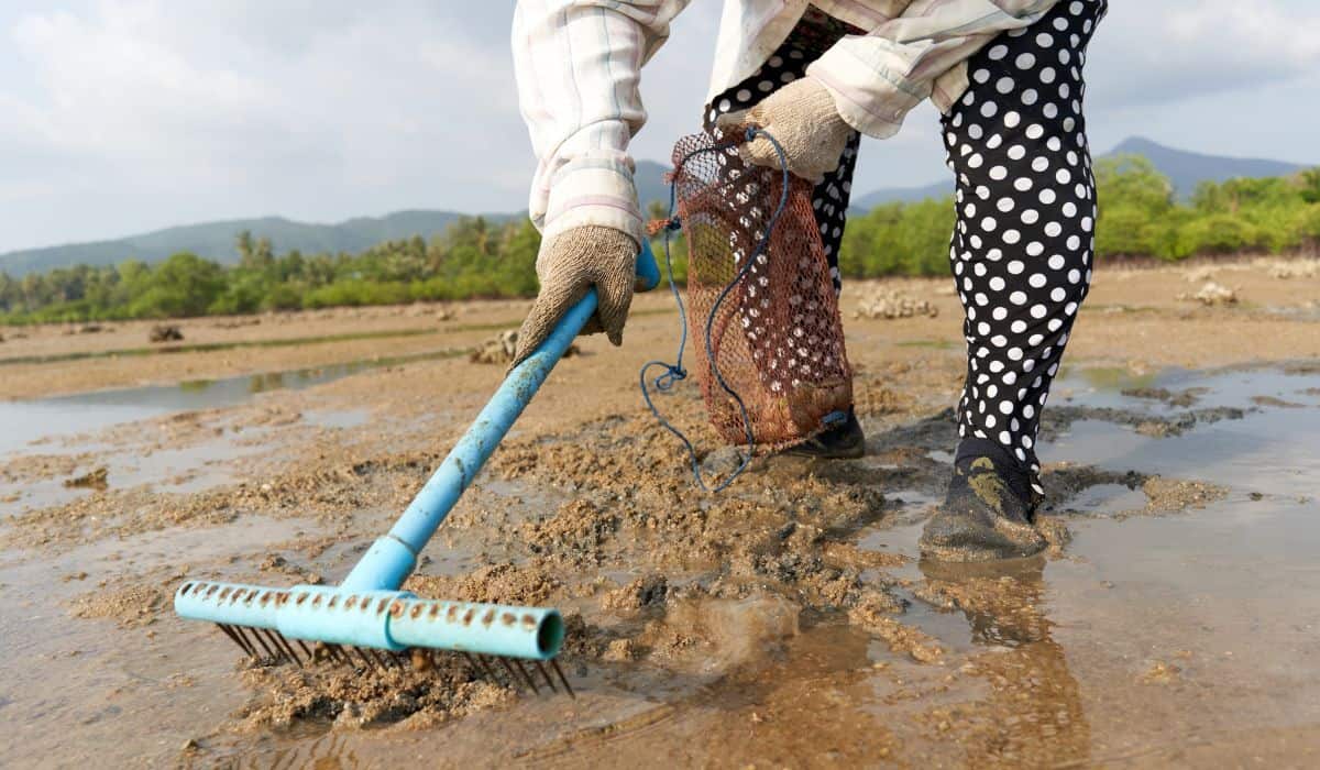 Coastal Foraging – San Francisco Bay Area - Hobby Knowhow