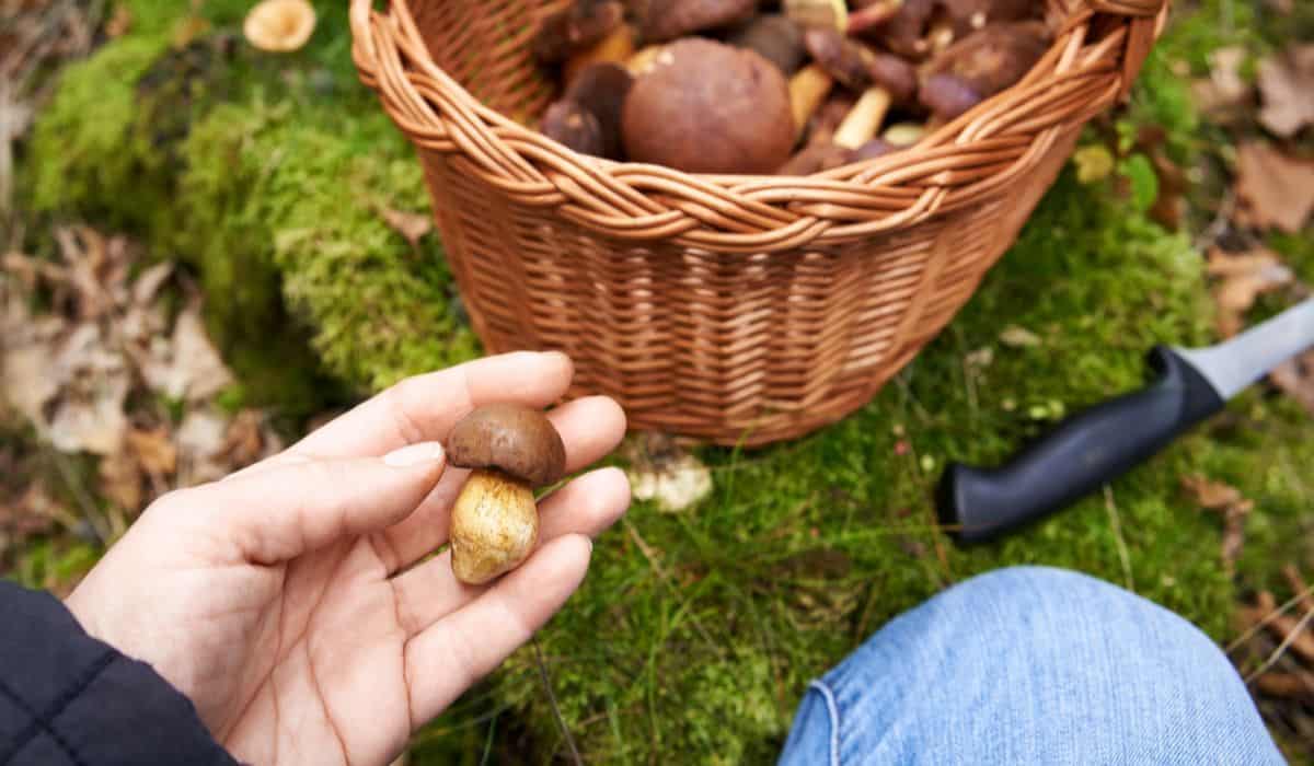 Foraging Baskets - Top 5 Foraging Baskets 2021 - Hobby Knowhow