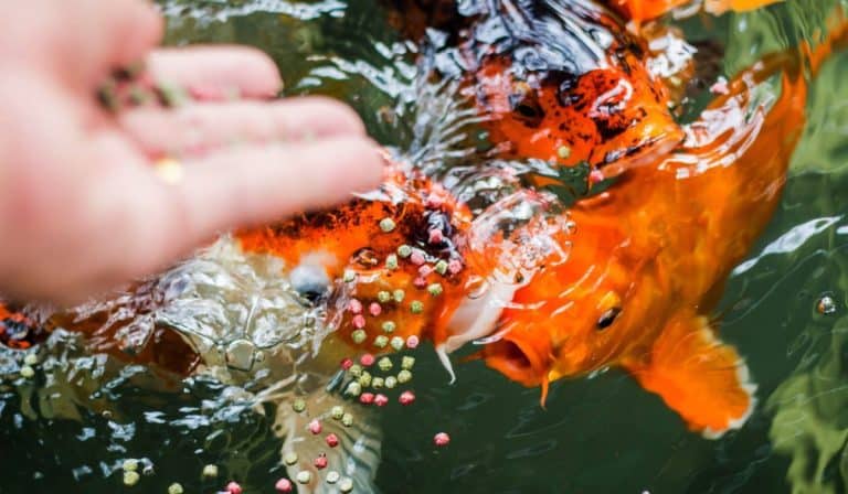 How Many Times A Day Should You Feed Tropical Fish? - Hobby Knowhow