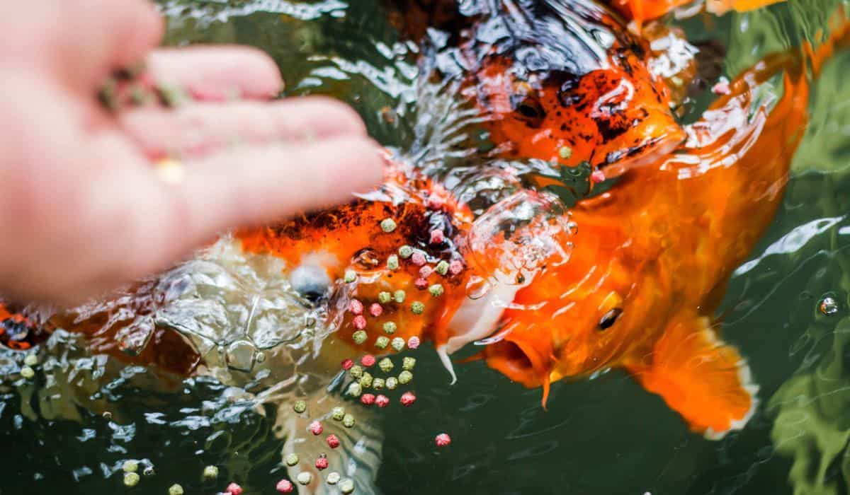 How Many Times A Day Should You Feed Tropical Fish? - Hobby Knowhow