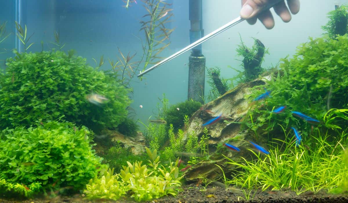 Complete Guide To Aquascaping - Hobby Knowhow