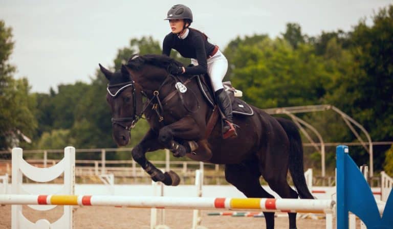 11 Animal Hobbies You’ll Love - Hobby Knowhow