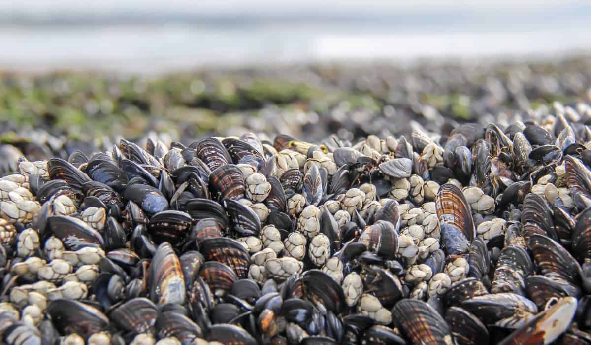 Can You Eat Mussels From A Lake? (Toxic Or Delicious) - Hobby Knowhow